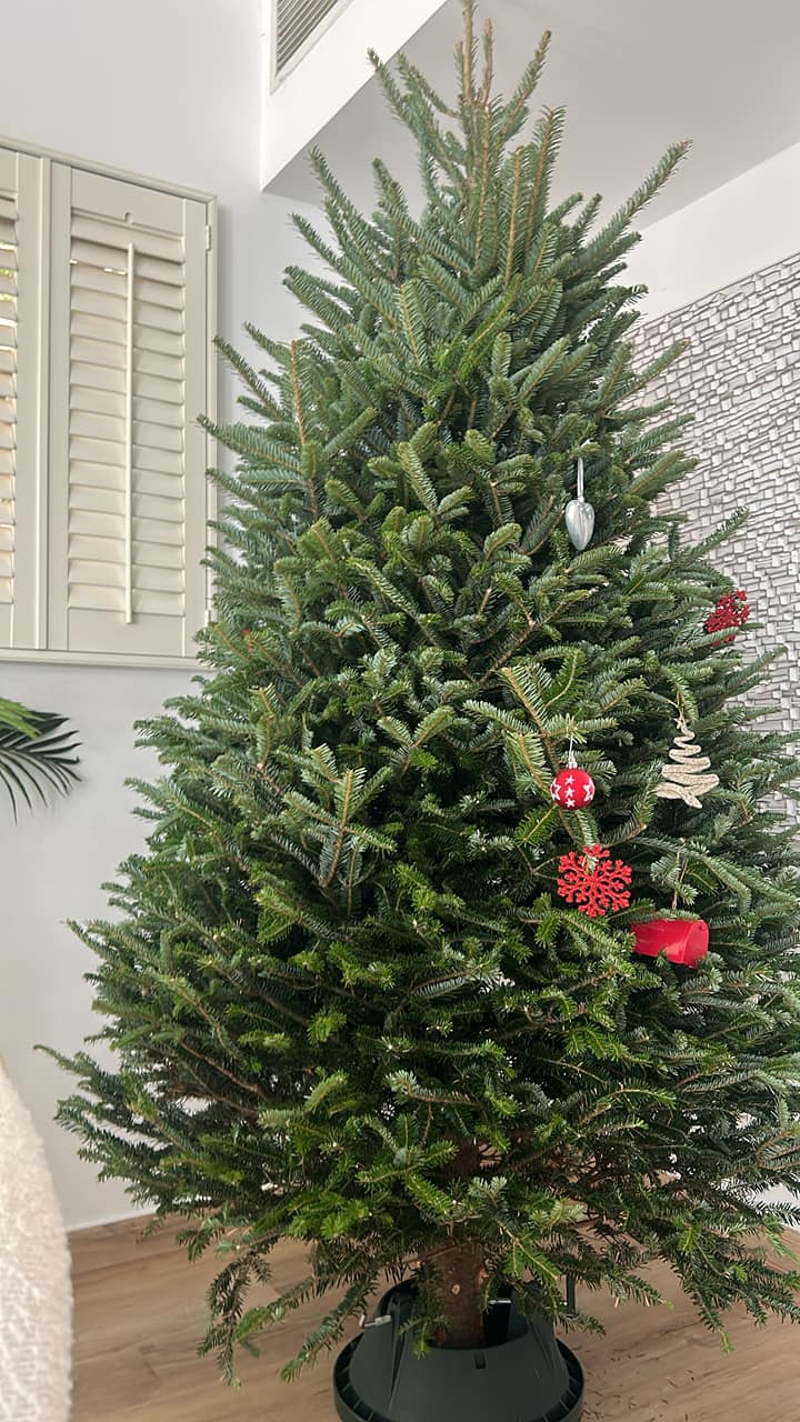 Christmas Trees UAE